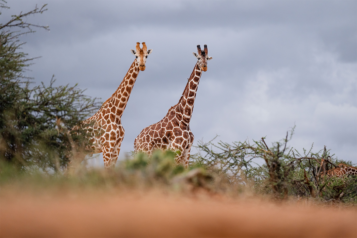 A Towering Wonder: Fascinating Facts About Giraffes - Ameliya Safaris