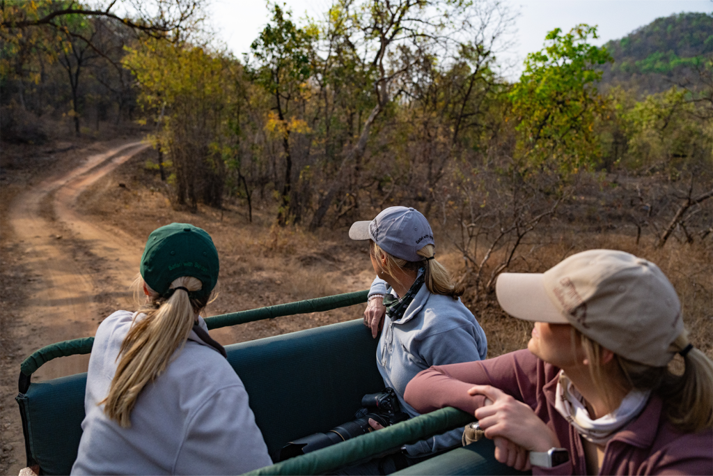 Best tiger safari in India - India's finest | Ameliya Safaris