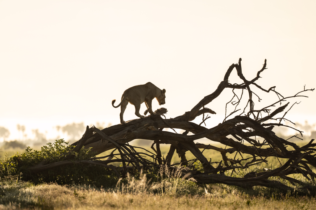 5 Reasons You Deserve an African Safari Getaway - Ameliya Safaris