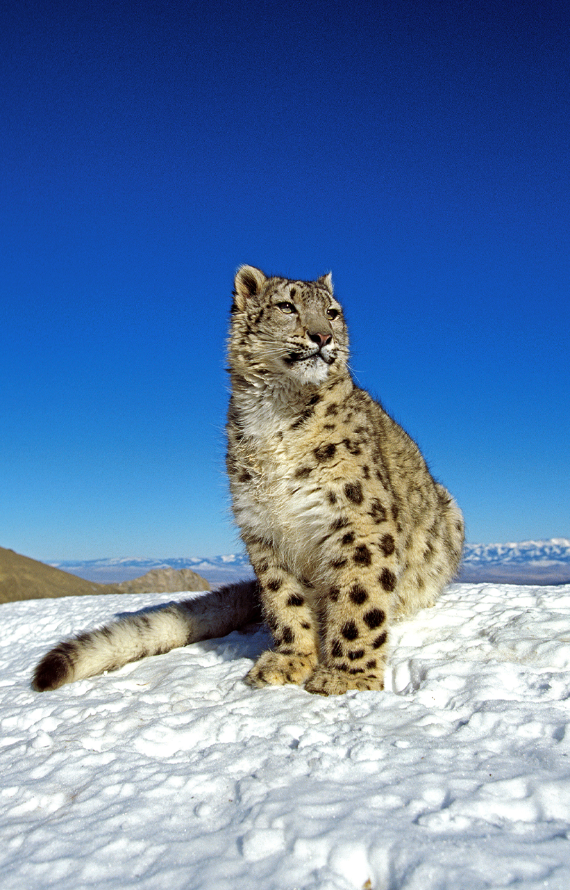 Ladakh: A Snow Leopard Paradise - Ameliya Safaris