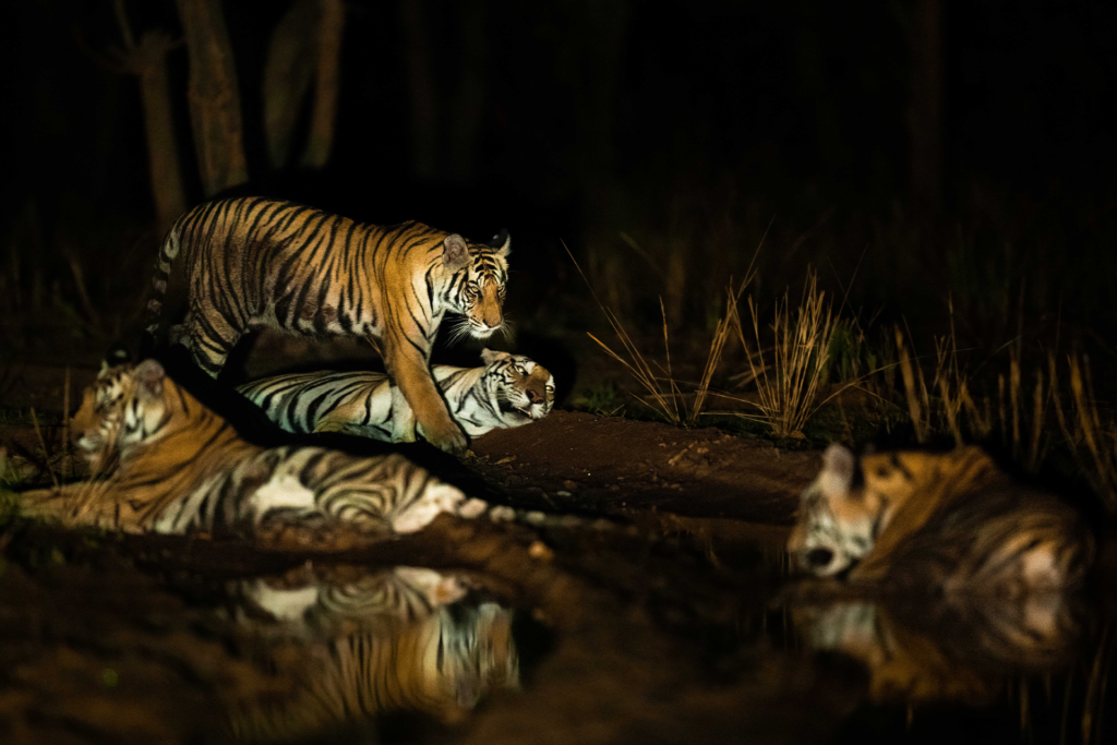 The Best Places to See Tigers in India - Ameliya Safaris