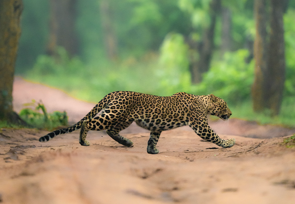 Best Jungle Safari in India - Ameliya Safaris