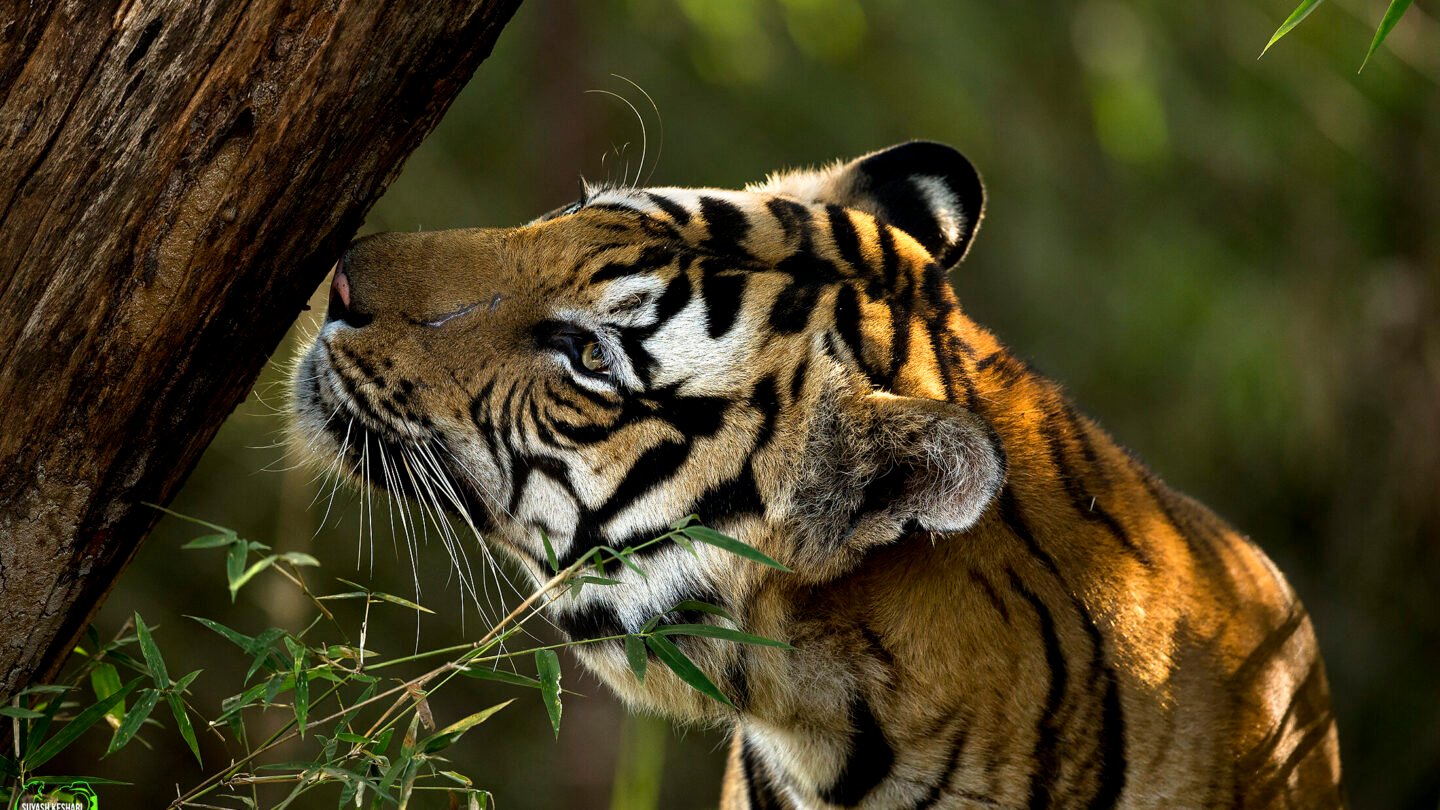 The Best Places to See Tigers in India - Ameliya Safaris