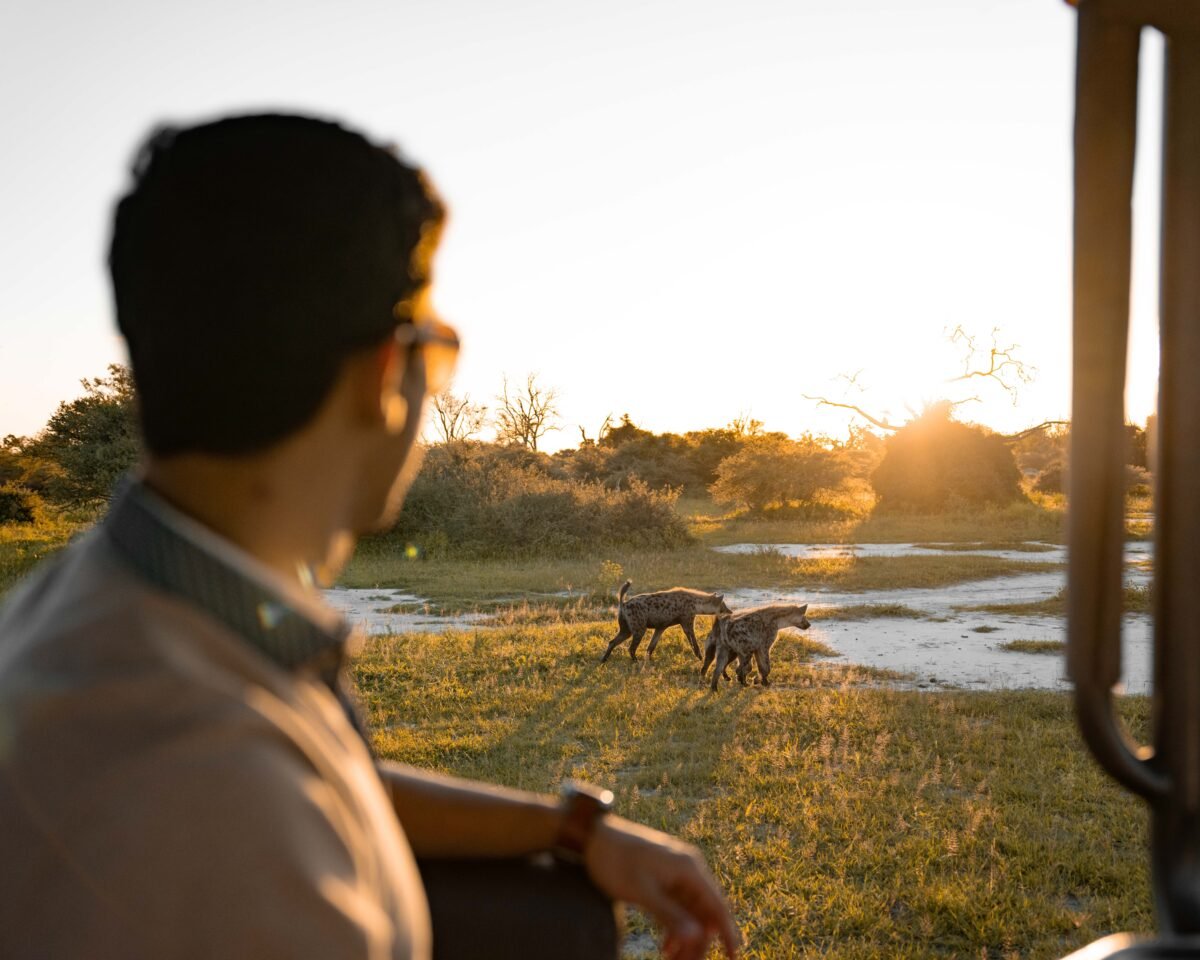 Best Jungle Safari in India - Ameliya Safaris
