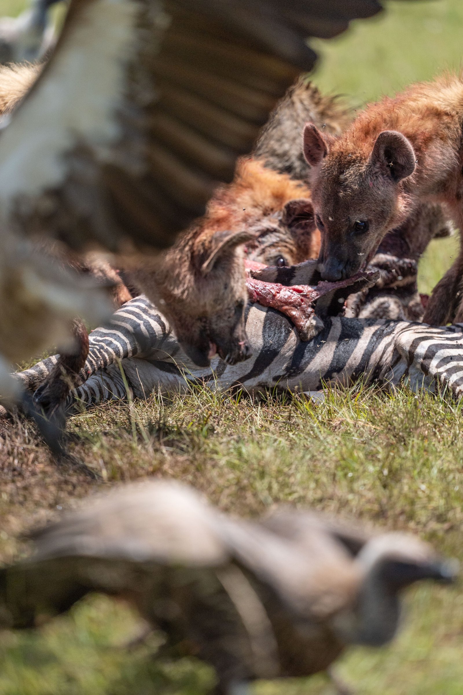 In Defence of Hyenas: The misunderstood scavengers - Ameliya Safaris
