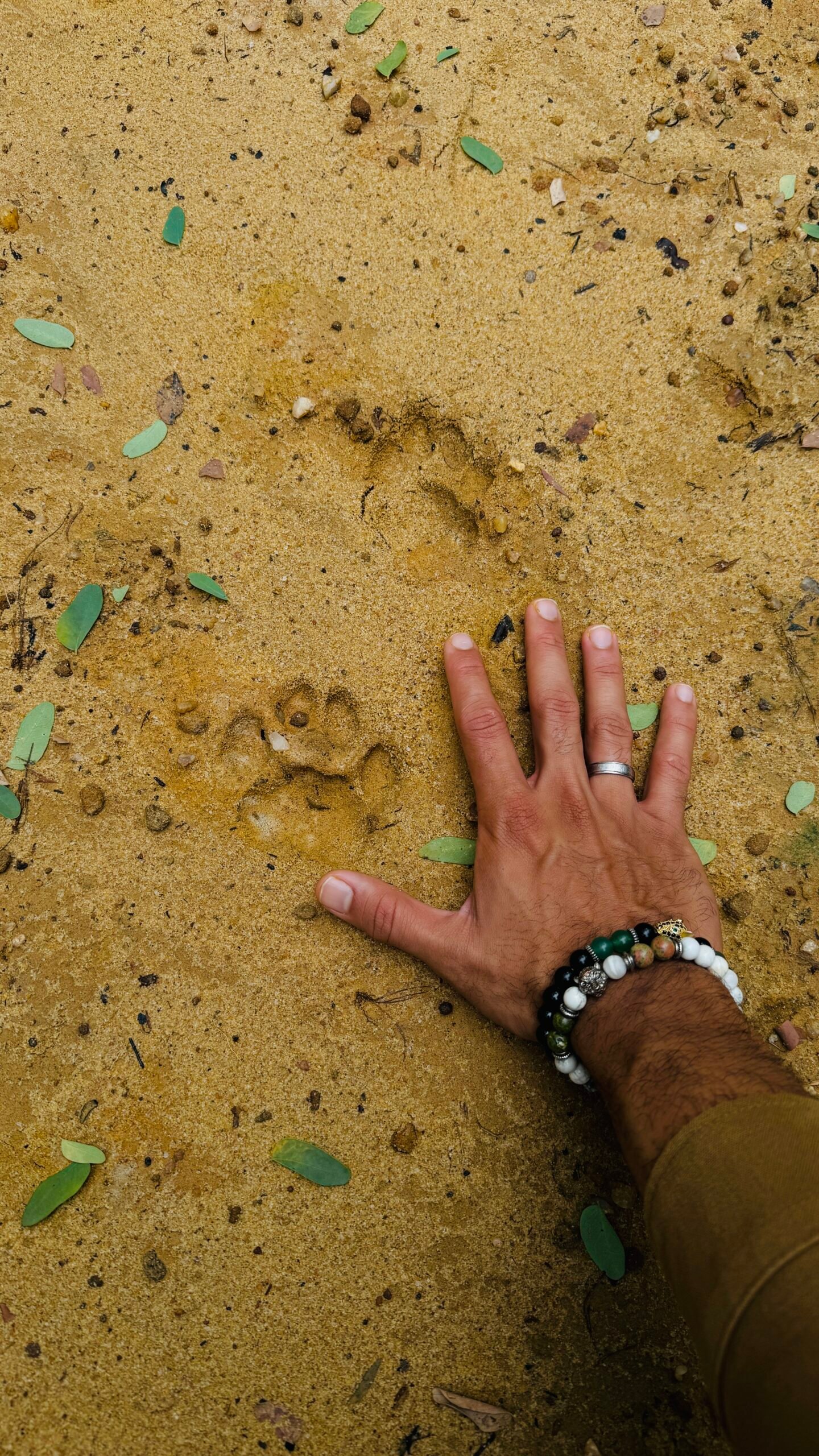 Tracking tigers in India- Tips from a Superguide - Ameliya Safaris