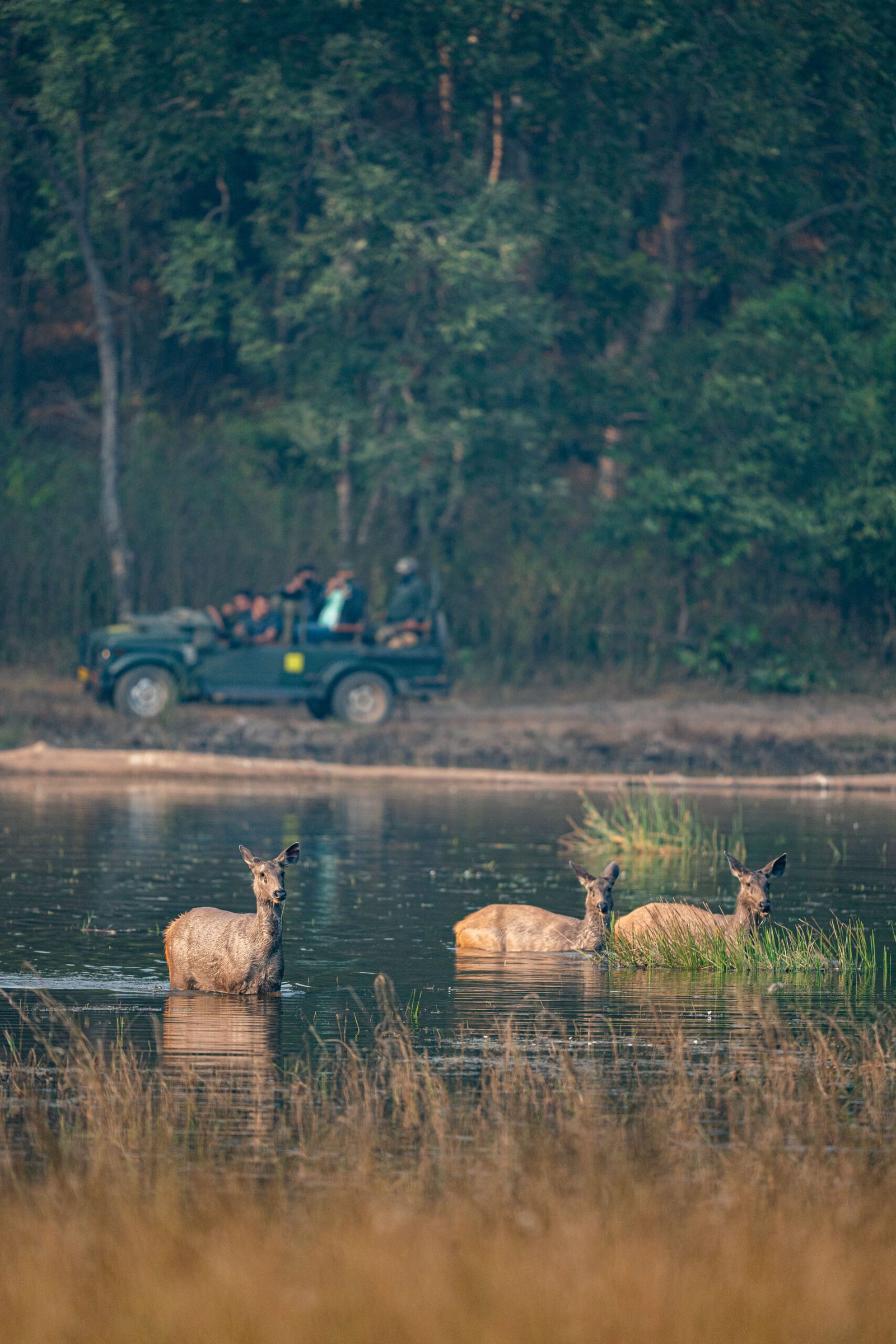 Unique Wildlife Encounters on a safari in Bandhavgarh - Ameliya Safaris