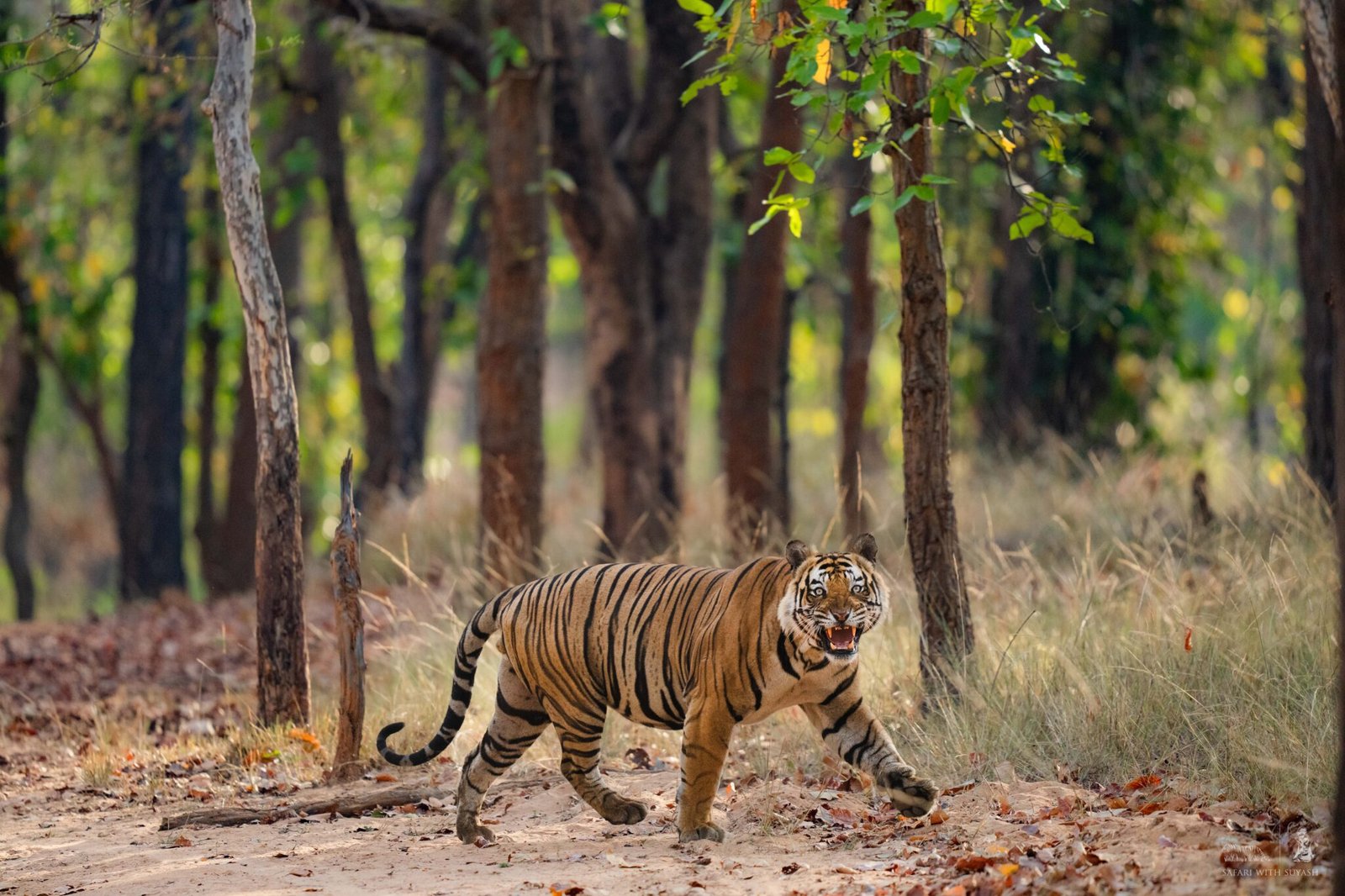 Bandhavgarh Tiger Safari: Everything You Need to Know - Ameliya Safaris